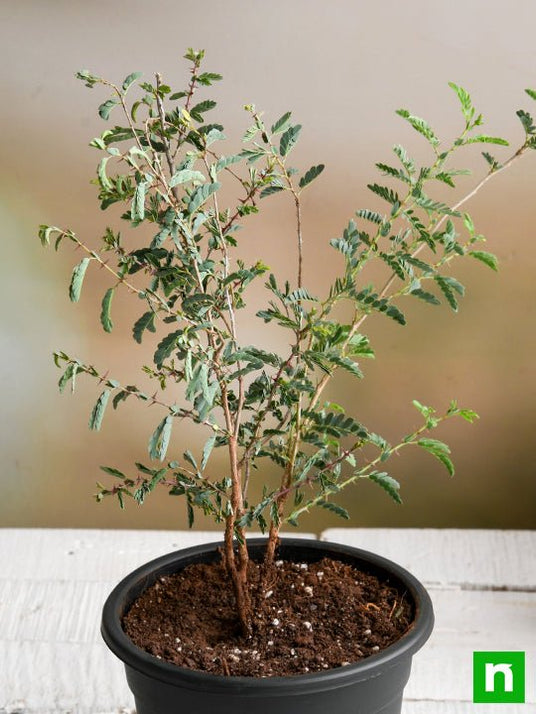 Buy Shami, Tree of Dhanishta Nakshatra, Capricorn or Makar Rashi ...