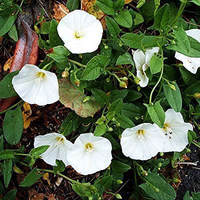 Buy Shankhpushpi, Sankaphuli - Plant online from Nurserylive at lowest ...