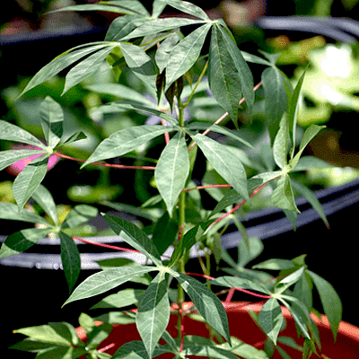 Buy Tapioca, Portuguese pronunciation - Plant online from Nurserylive ...