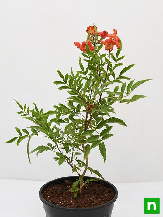Buy Tecoma (Shurb, Red) - Plant online from Nurserylive at lowest price.