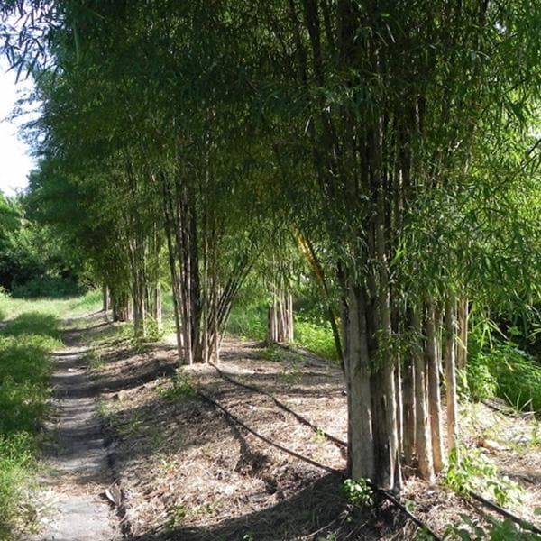 Buy Thai Monastery Bamboo - Plant online from Nurserylive at lowest price.
