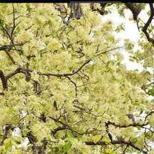 Buy Tree of Jharkhand, Sal - Plant online from Nurserylive at lowest price.