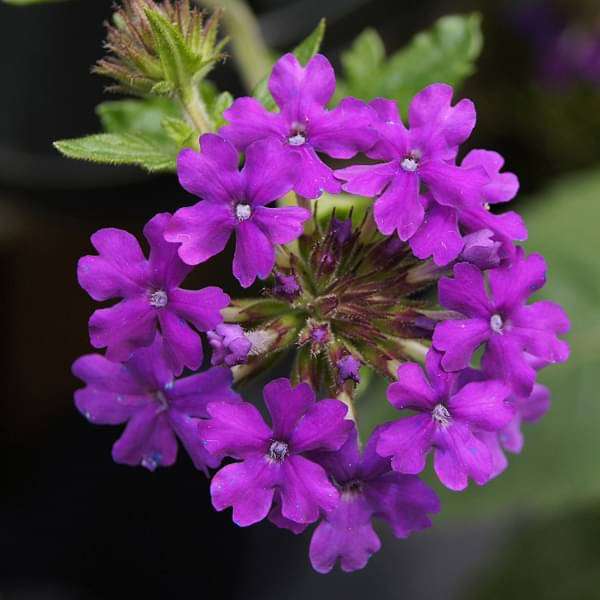 Buy Verbena (Any Color) - Plant online from Nurserylive at lowest price.
