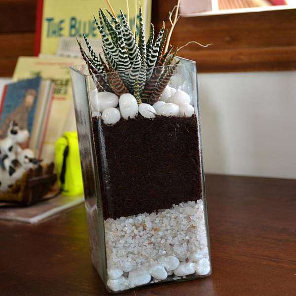 Buy Zebra cactus in cylindrical square glass pot (9in Ht) online from ...