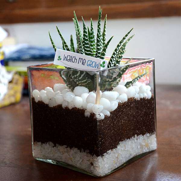 Buy Zebra cactus in square glass pot (4in Ht) online from Nurserylive ...