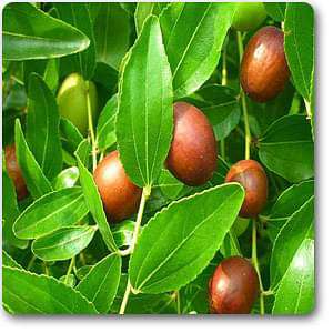 Buy Ziziphus - Plant online from Nurserylive at lowest price.