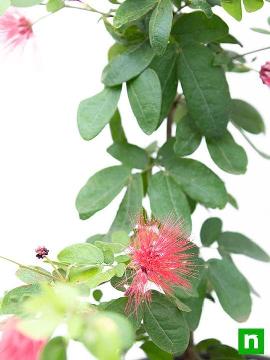 Buy Powder Puff Plant, Calliandra - Plant online from Nurserylive at ...