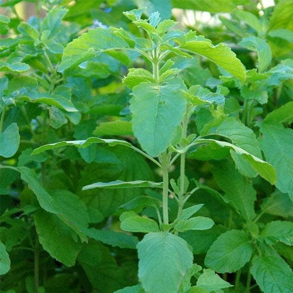 Buy Tulsi Plants online from Nurserylive at lowest price.