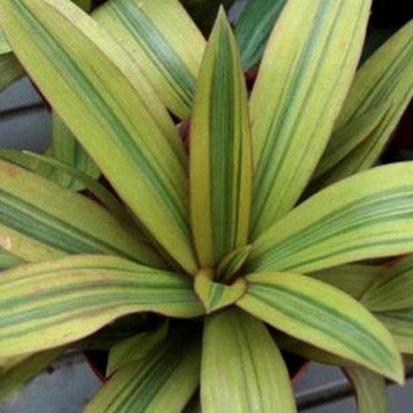 Buy Rhoeo Plants online from Nurserylive at lowest price.