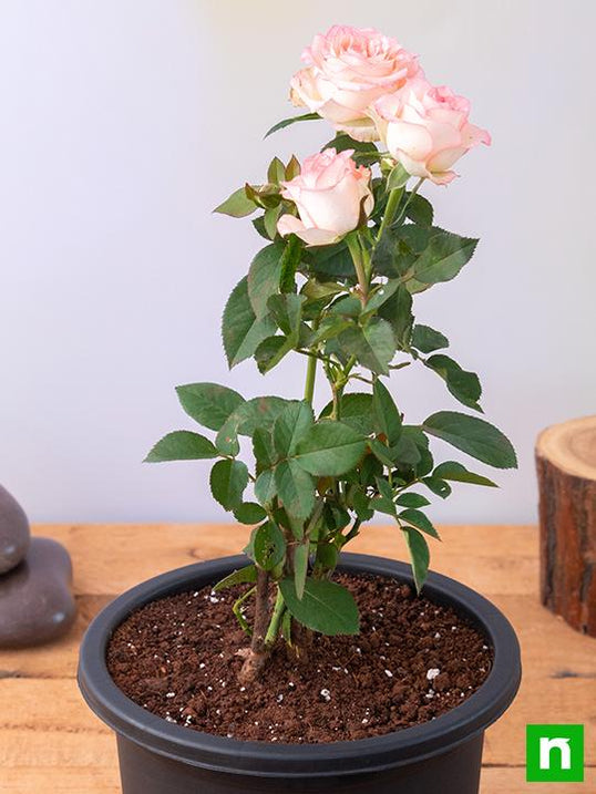 Buy Rose Plants online from Nurserylive at lowest price.
