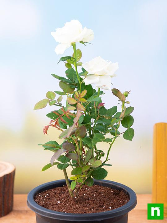 Buy Rose Plants online from Nurserylive at lowest price.