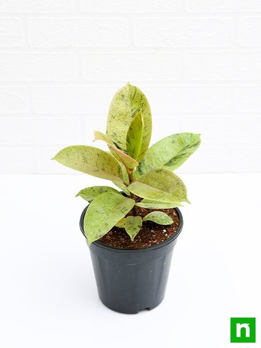 Buy Rubber Tree, Rubber Plant, Ficus elastica (Shivereana) - Plant ...