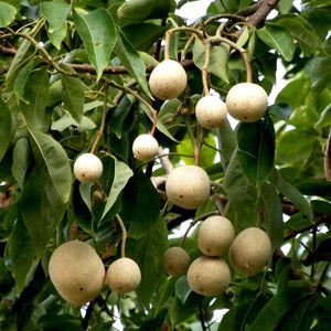 Buy Sacred Barna Tree, Varun - Plant online from Nurserylive at lowest ...
