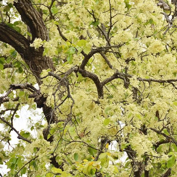 Buy Sal tree, Shorea robusta - Plant online from Nurserylive at lowest ...