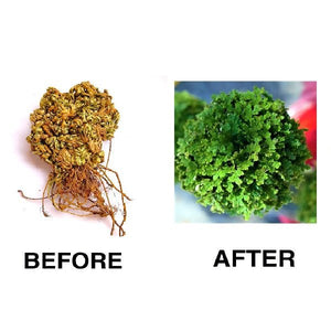 Buy Sanjeevani, Selaginella - Plant online from Nurserylive at lowest ...