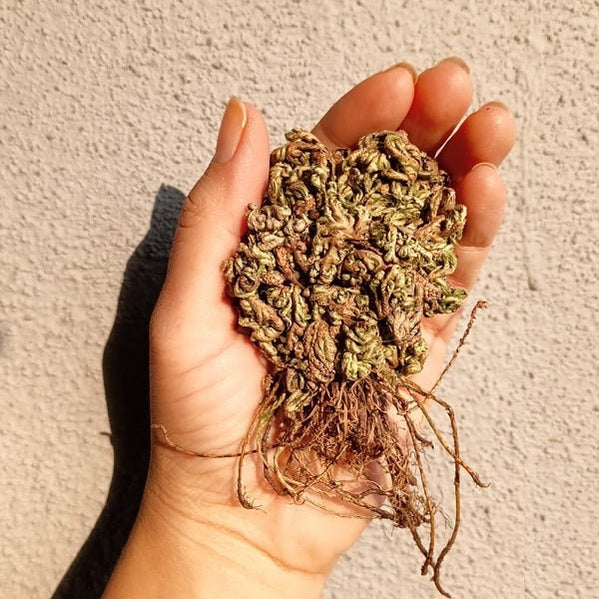 Meet Sanjeevani: A Plant That's as Legendary as Ramayana itself ...