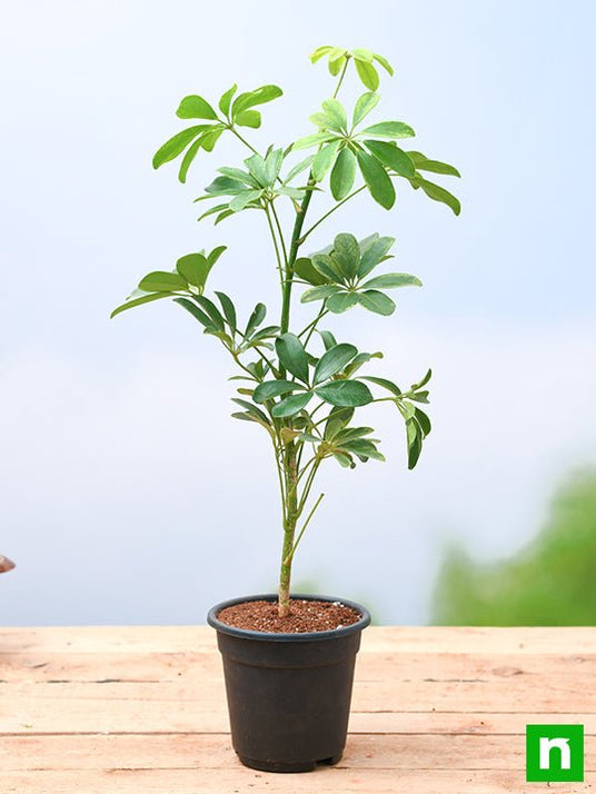 Buy Schefflera - Plant online from Nurserylive at lowest price.