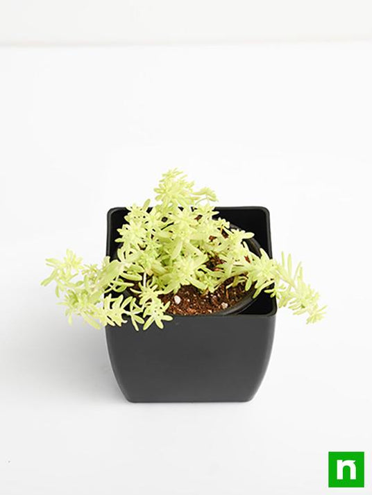 Buy Sedum Angelina (Golden) - Succulent Plant online from Nurserylive ...
