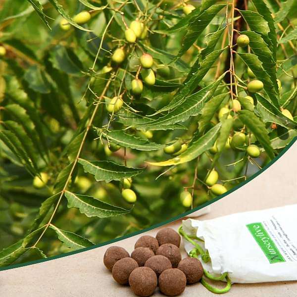 Buy Azadirachta indica, Neem - 20 Seed balls online from Nurserylive at ...