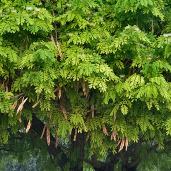 Buy Flowering Tree and Shrub Seeds online from Nurserylive at lowest price.
