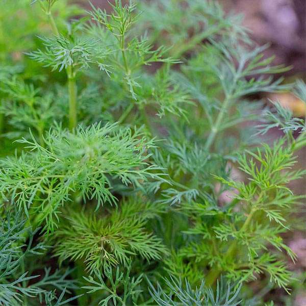 Buy Anith - Herb Seeds online from Nurserylive at lowest price.