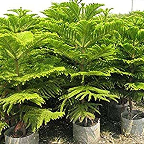 Buy Araucaria Cunninghamii, Hoop Pine - 0.5 kg Seeds online from ...