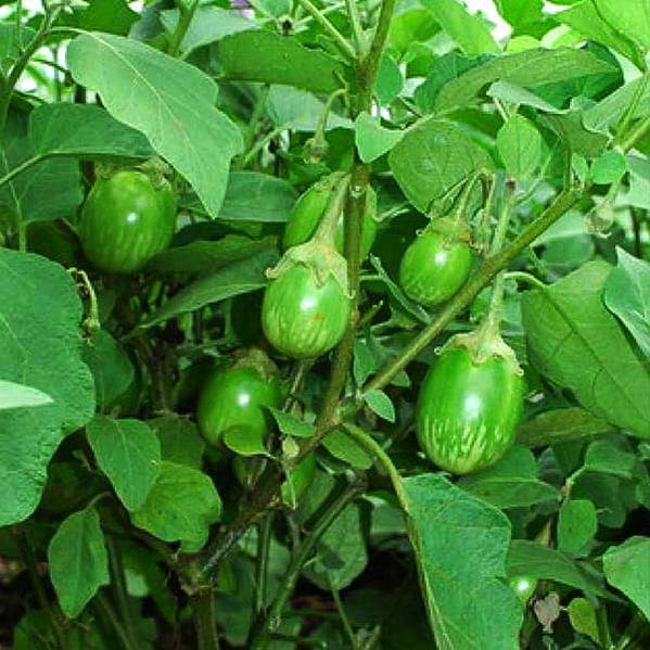 Buy Indian Vegetable Seeds online from Nurserylive at lowest price.