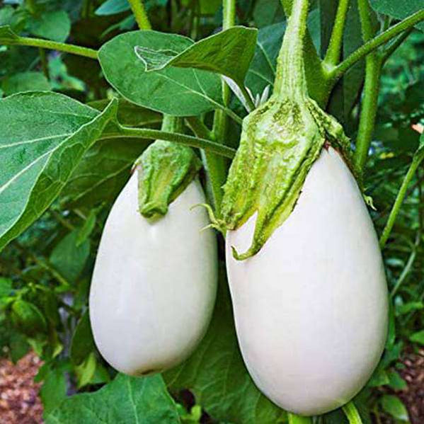 Buy Indian Vegetable Seeds online from Nurserylive at lowest price.