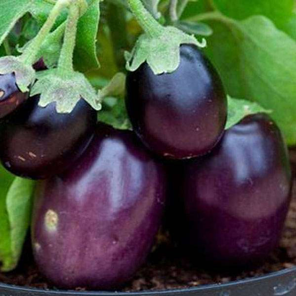 Buy Indian Vegetable Seeds online from Nurserylive at lowest price.