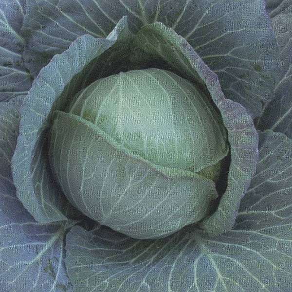 Buy Cabbage Green Ball - Desi Vegetable Seeds online from Nurserylive ...