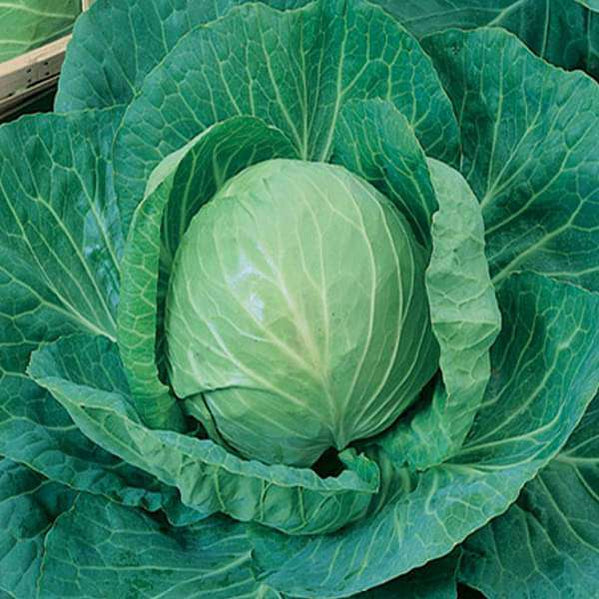 Buy Cabbage Seeds online from Nurserylive at lowest price.