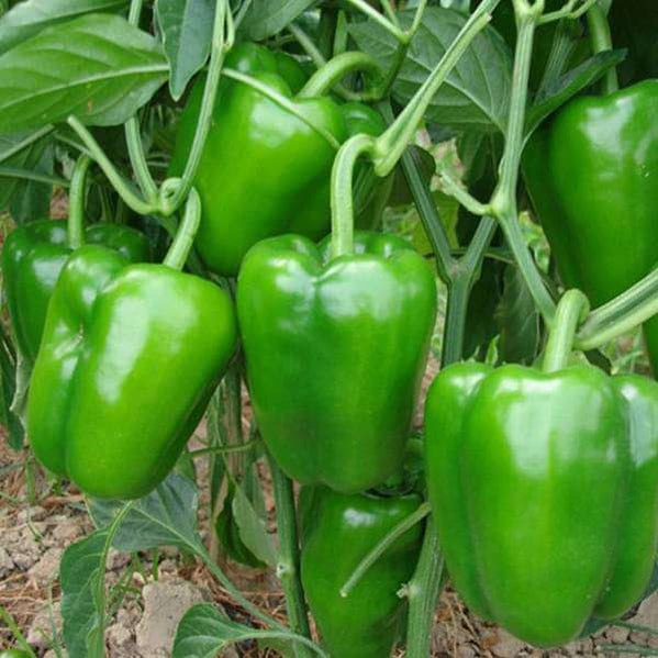 The Perfect Vegetable Calendar For Indian Terrain You Will Ever Come ...