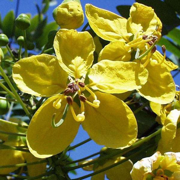 Buy Cassia Seeds online from Nurserylive at lowest price.
