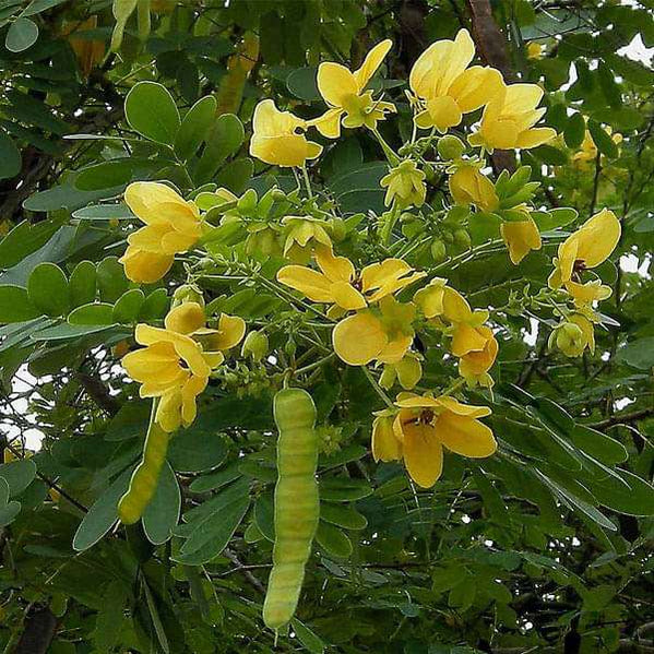 Buy Cassia Seeds online from Nurserylive at lowest price.