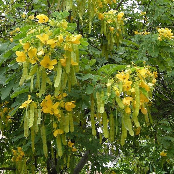 Buy Cassia Seeds online from Nurserylive at lowest price.