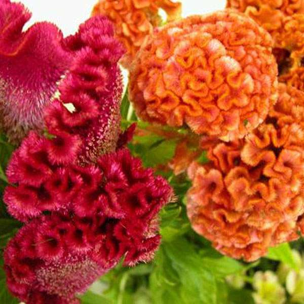 Buy Celosia Cockscomb Dwarf Cristata Mixed Color - Flower Seeds online ...