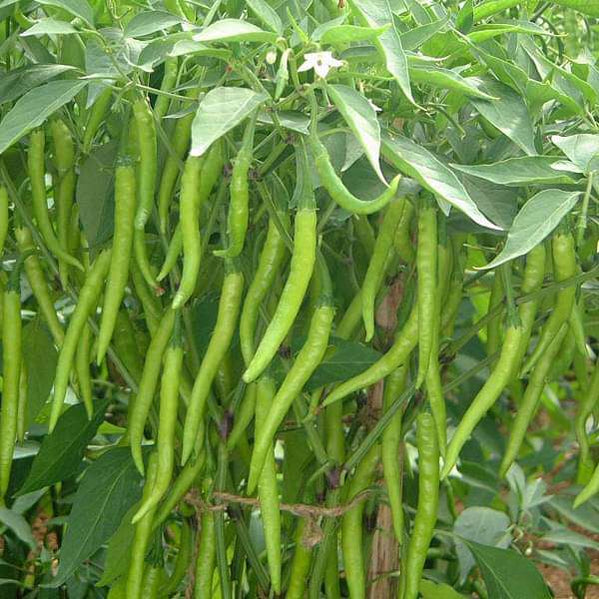 Buy Indian Vegetable Seeds online from Nurserylive at lowest price.