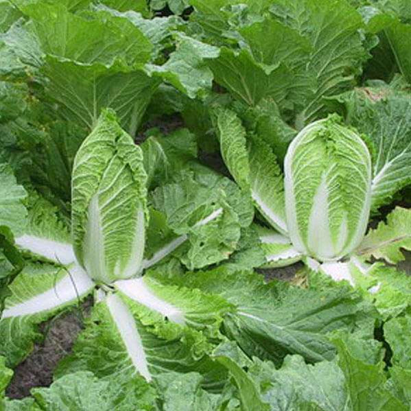 Buy Indian Vegetable Seeds online from Nurserylive at lowest price.