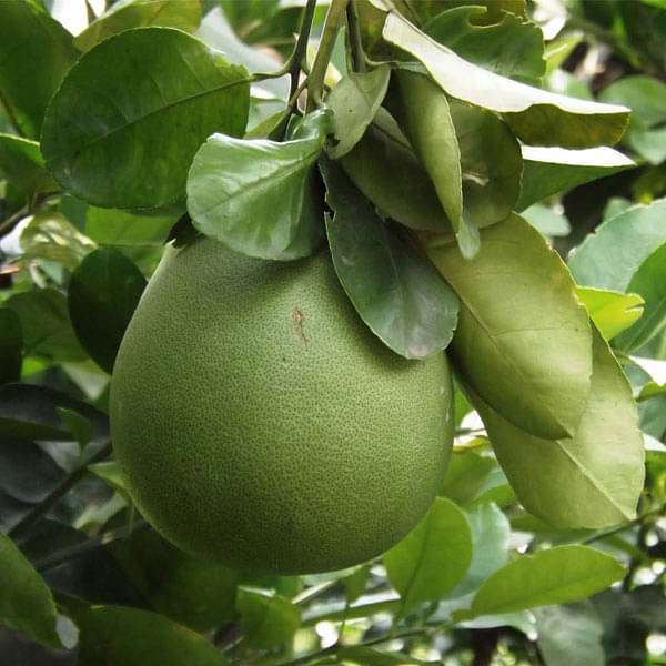 Buy Citrus Pomelo, Chakotra - 0.5 kg Seeds online from Nurserylive at ...