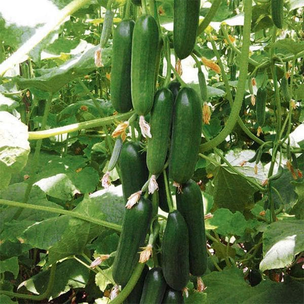 Buy Cucumber Seeds online from Nurserylive at lowest price.