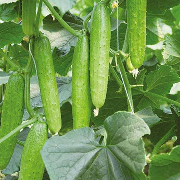 Buy Imported Hybrid vegetable Seeds online from Nurserylive at lowest ...