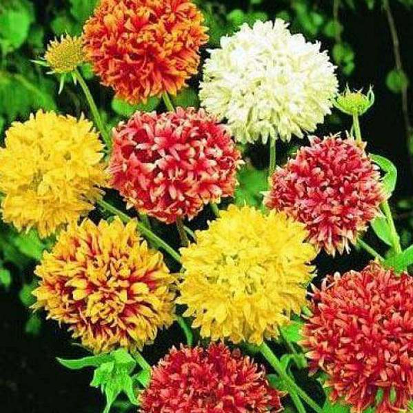 Buy Op Desi Flowering Seeds online from Nurserylive at lowest price.