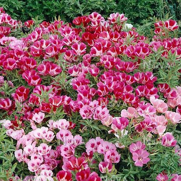 Buy Godetia Azaleaflora Mixed Color - Flower Seeds online from ...