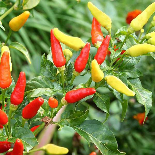 Buy Hot Pepper F1 Hybrid OS-402 - Vegetable Seeds online from ...