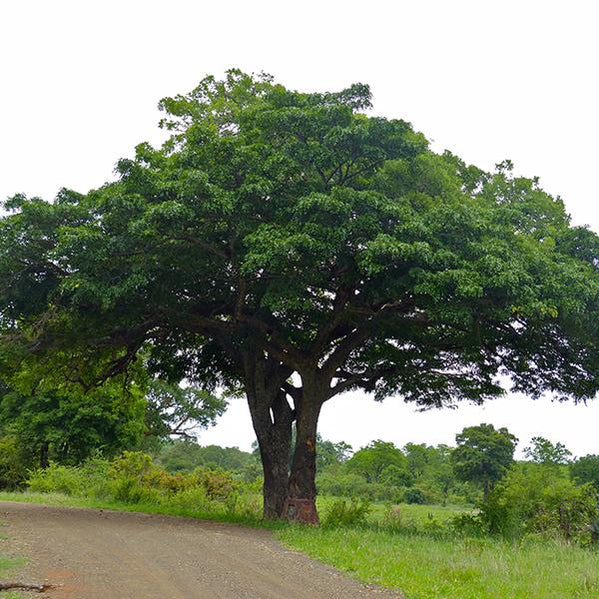 Buy Flowering Tree and Shrub Seeds online from Nurserylive at lowest price.