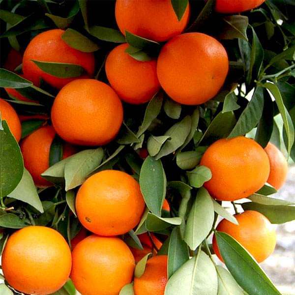 Buy Kinnow, Citrus - 0.5 kg Seeds online from Nurserylive at lowest price.