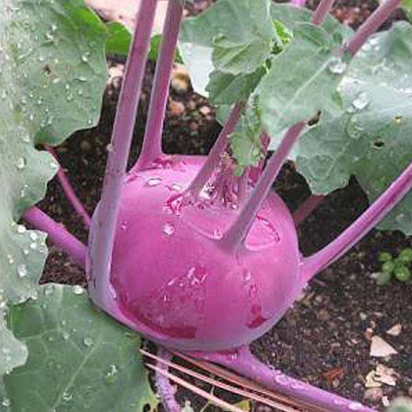 Buy Knol Khol Red - Desi Vegetable Seeds online from Nurserylive at ...