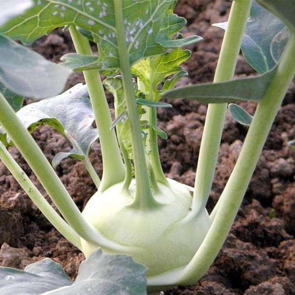 Buy Knol Khol White - Desi Vegetable Seeds online from Nurserylive at ...