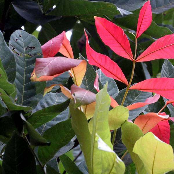 Buy Kusum Tree, Ceylon Oak - 0.5 kg Seeds online from Nurserylive at ...