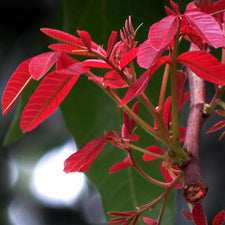 Buy Kusum Tree, Ceylon Oak - 0.5 kg Seeds online from Nurserylive at ...
